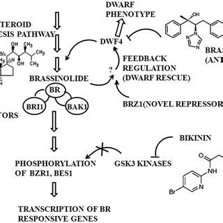 PDF Chemical Genomics In Plant Biology