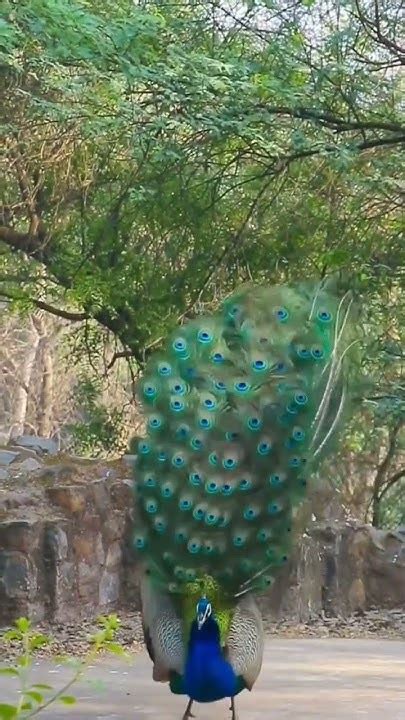 Peacock Dance Video Peacock🦚🦚 Beautiful Peacockyoutubeshortvideoviral Youtube