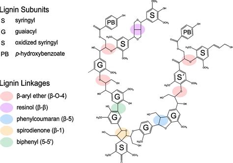Aswin Thirunavukkarasu On Linkedin Unraveling The Dynamics Of Lignin