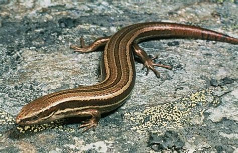 Northern Grass Skink Reptiles And Frogs