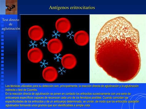Ppt CapÍtulo 2 Marcadores De DeterminaciÓn Indirecta Antígenos