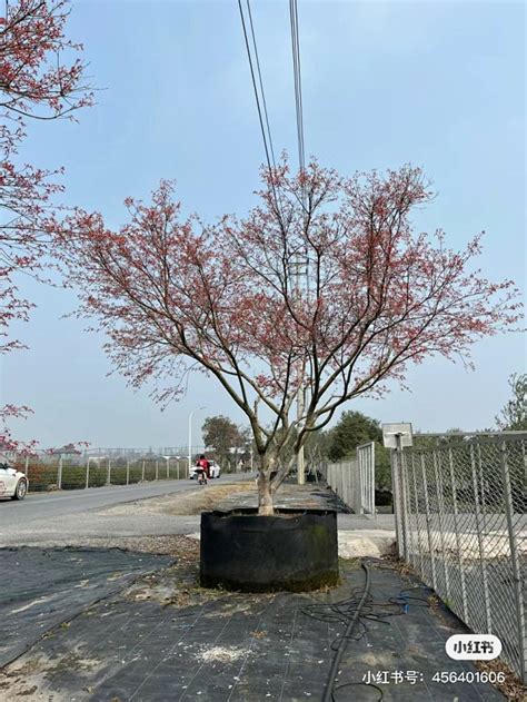 日本红枫 红舞姬”