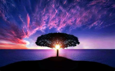 Free Picture Sun Middle Tree Sunset Over Ocean Purple Sky
