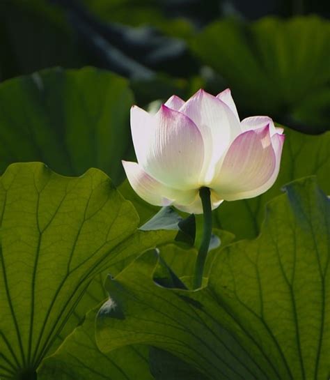 花 莲花 盛开的莲花 Pixabay上的免费照片 Pixabay