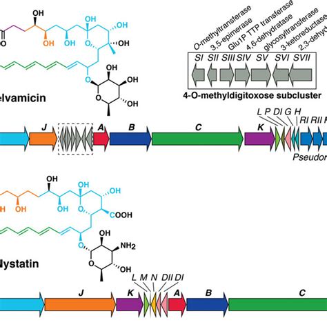 Nystatin And Selvamicin Bgcs Polyketide Synthase Genes Are Labeled