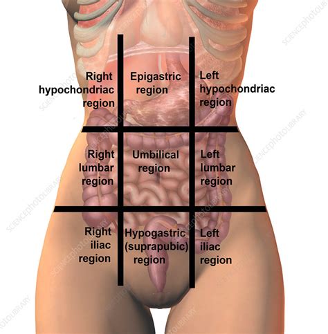 Abdominal Quadrants Female