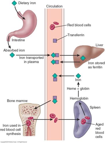 Disorders Of Rbcs And Bleeding Flashcards Quizlet