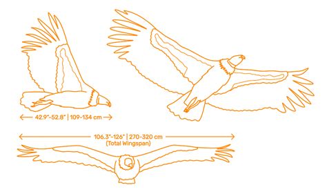 California Condor Gymnogyps Californianus Dimensions And Drawings