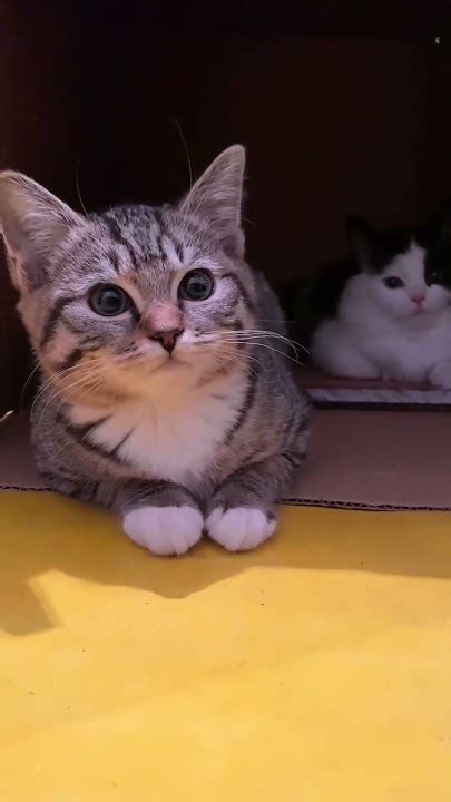 雪山上的小狸花猫被爷爷抓进屋烤火！【夏府九只猫】 Cat 萌宠 夏府九只猫 Cute Youtube