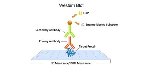 Western Blot Wb Application A Powerful Tool For Protein Analysis