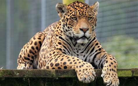Majestic Jaguar Hd Wallpaper Wild Beauty In Focus