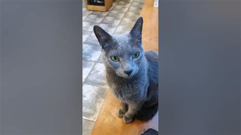 코가 예쁜 고양이 집중하세요 동달이형제 육지해삼 Youtube