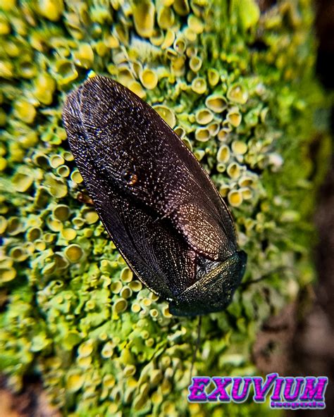 Corydidarum Magnifica Emerald Cockroach Exuvium Isopods