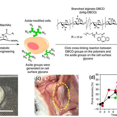 A Schematic Illustration Of Cell Crosslinked Hydrogel Through Click