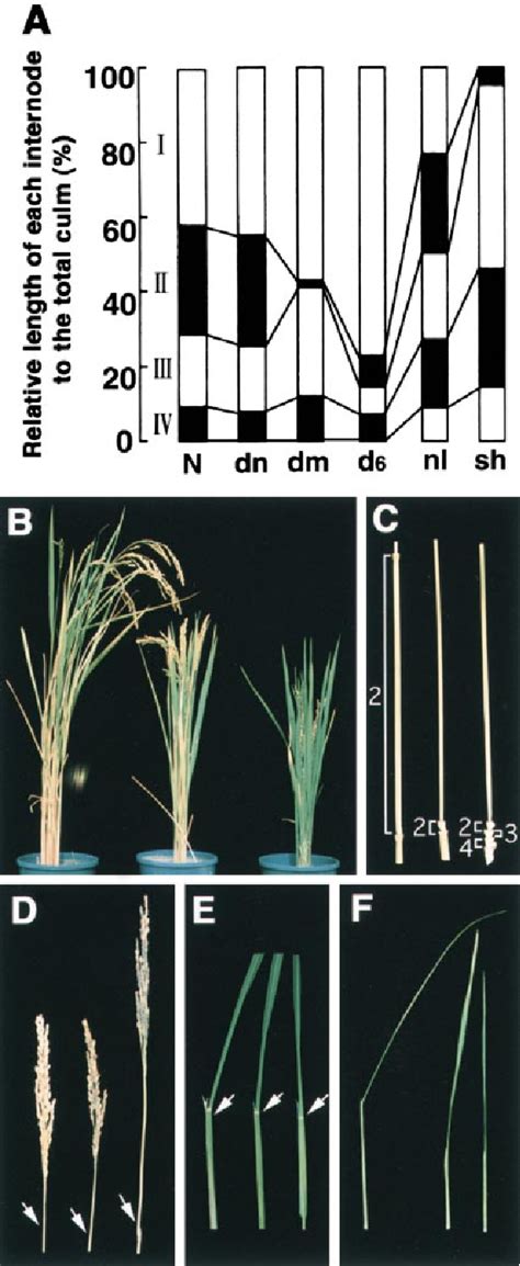 Figure 1 From Loss Of Function Of A Rice Brassinosteroid Insensitive1 Homolog Prevents Internode