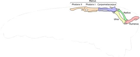 An Unnecessarily Drawn Out Analysis Of Bird Flight For Animation