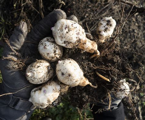 When To Harvest Jerusalem Artichokes Tips To Pick Tubers Homes And