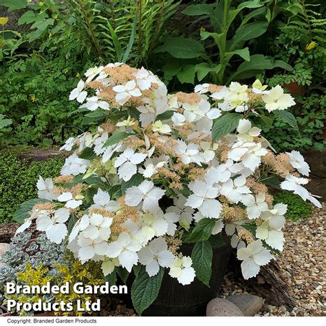 Hydrangea Cloud Nine Thompson And Morgan