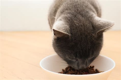 Premium Photo British Gray Cat Eats Dry Food From A White Bowl