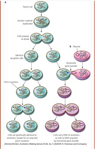 Chapter 5 Reading Evolution Flashcards Quizlet