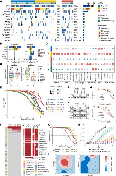 Molecular Subtypes Of Neuroendocrine Carcinomas A Cross Tissue Classification Framework Based