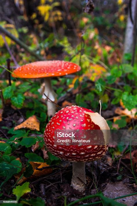 노란 낙된 엽 및 숲에서 비행 거리 Agaric 버섯 0명에 대한 스톡 사진 및 기타 이미지 0명 가을 가을 단풍