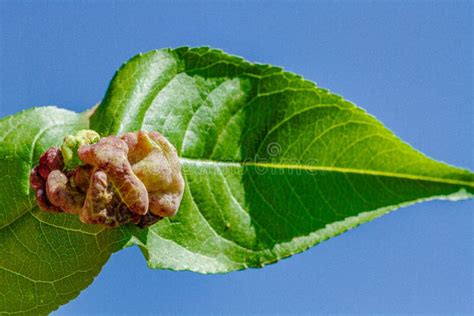 Peach Leaf Curl Disease Stock Image Image Of Deformans 230404637