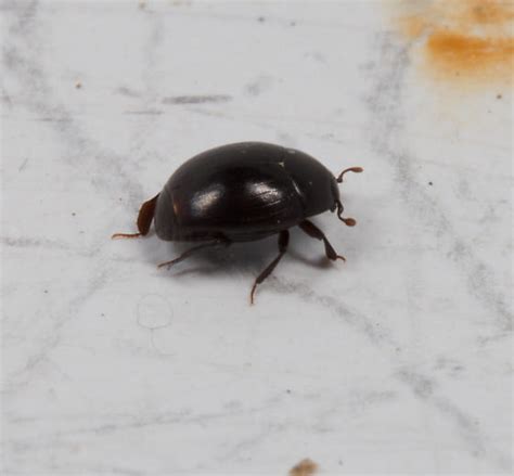 Small Beetle In House Dendrophilus Bugguide Net