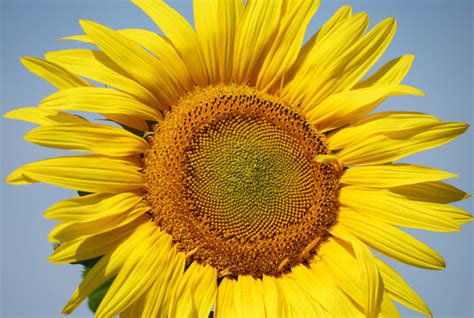 Obrázky Floers Procházejte Fotografie Vektory A Videa 377 Adobe Stock