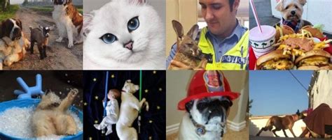El Recuento Más Tierno Estos Son Los Animales Más Lindos De 2016 Soy502