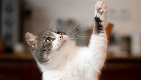 3 Razas De Gatos Que Son Perfectas Para Tener En Casa