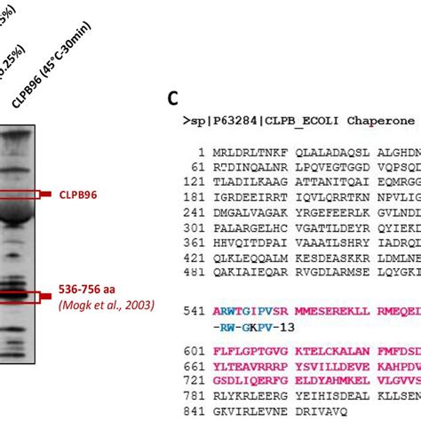 Natural Fragmentation Of The Clpb Protein And Identification Of Clpb25