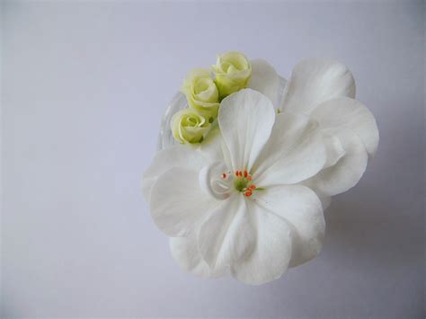 Geranium Flower Free Photo On Pixabay Pixabay