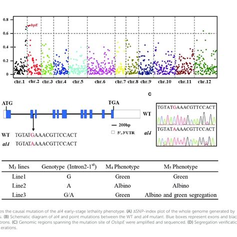 Expression Pattern And Subcellular Localization Of Osispe A Osispe