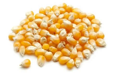 Yellow Hybrid Maize Seeds For Agriculture Packaging Type Loose At Rs