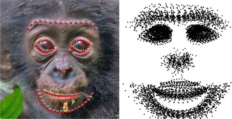 An Example Of Landmark Delineation On An Infant Bonobo Face Left And