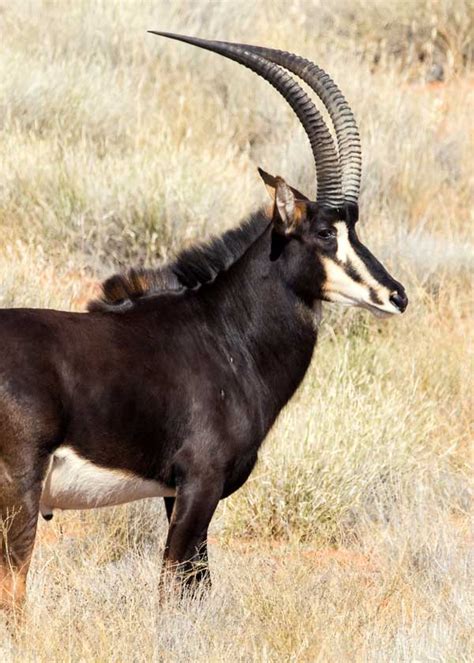 74 Types Of African Antelope And 56 Subspecies Full Guide