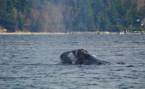 March 10 2024 Ws Report Gray Whale Extravaganza Crc22 Earhart