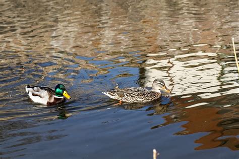 Duck Puddle Lake Free Photo On Pixabay Pixabay