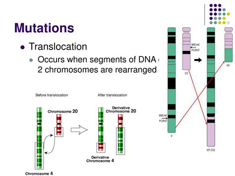 Ppt Genetics Powerpoint Presentation Free Download Id560031