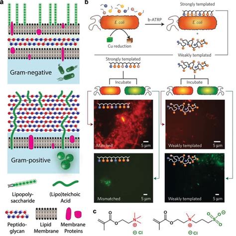Multivalent Binding Between Biomacromolecules And Synthetic Polymers Download Scientific