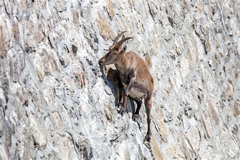 Just How On Earth Are Ibex Able To Scale Vertical Sheer Cliff Faces