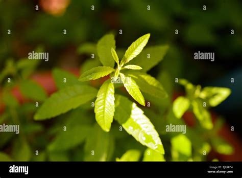 Verbena officinalis plant Stock Photo - Alamy