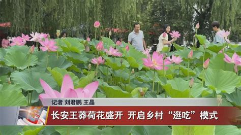 陕西长安王莽荷花盛开 开启乡村逛吃模式 西部网陕西新闻网