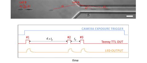 An Example Of Cell Deformability Image Acquired With A Modified Pulse Download Scientific