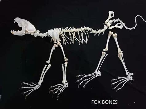 Exquisite Real Fox Complete Skull And Bones Specimen After Cleaned And