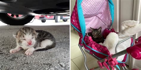 Chassis Archives Cole And Marmalade