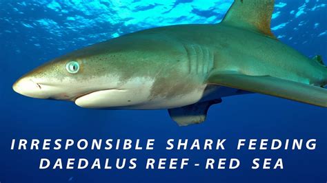 Irresponsible Oceanic Whitetip Shark Feeding Daedalus Reef Red Sea