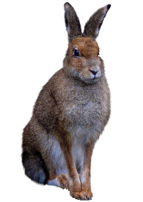 Mountain Hare By Mysticalsnowwolf On Deviantart