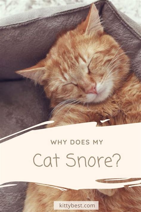 Why Does My Cat Snore 8 Causes And Solutions Snoring Cats Cat Breath